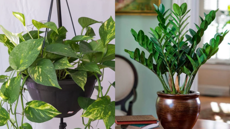 Descubra as 5 Plantas Lindas e Resistentes para Cultivar Dentro de Casa
