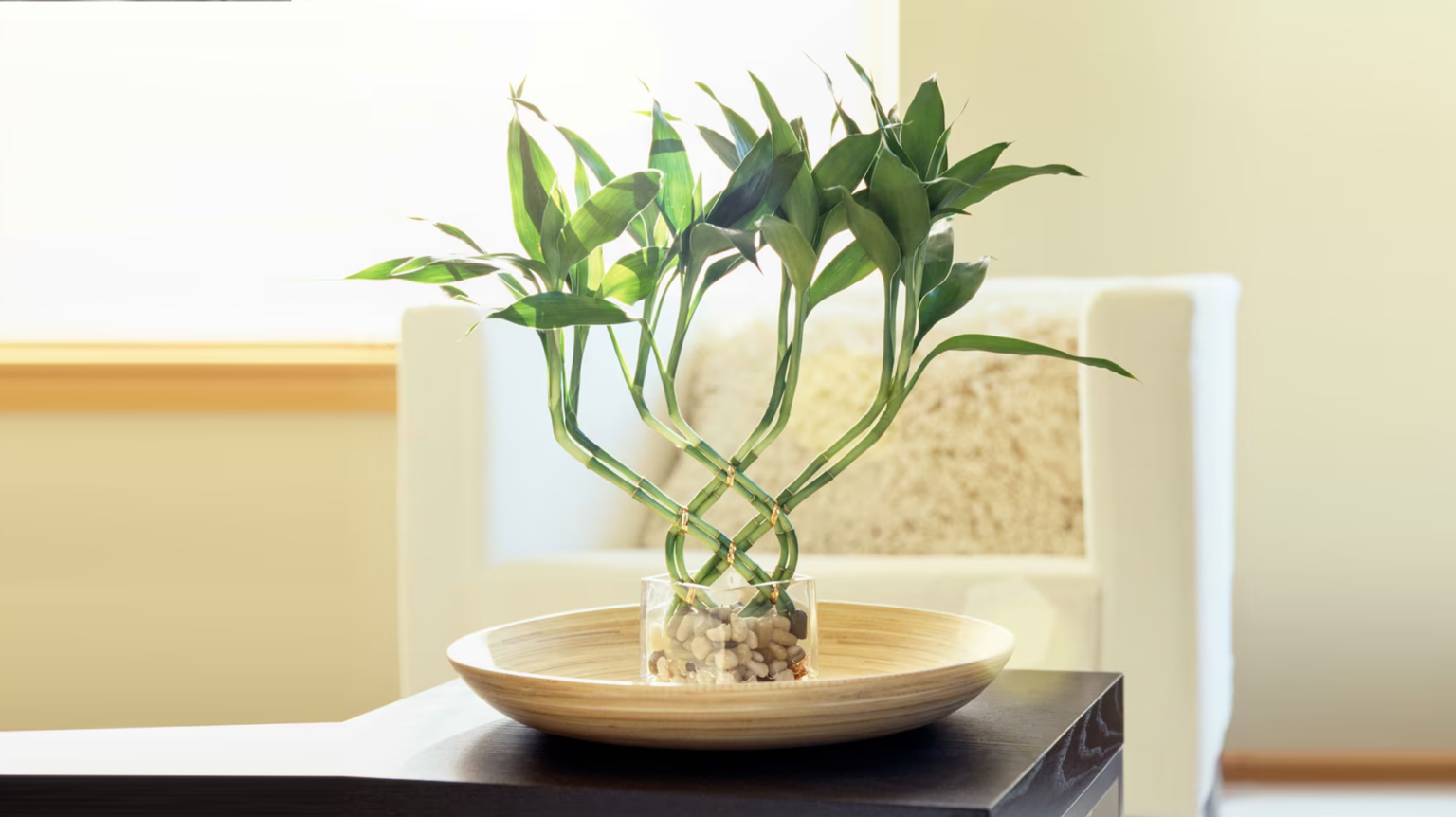 Como Cultivar Bambu-da-sorte em Casa: O que ele atrai? Plantar em água ...